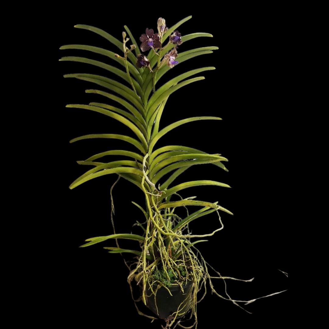 Vanda Hybrids: Mimi Palmer – La Foresta Orchids
