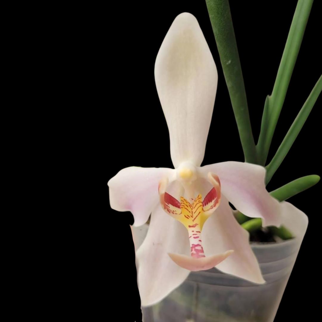 Paraphalaenopsis laycockii – La Foresta Orchids