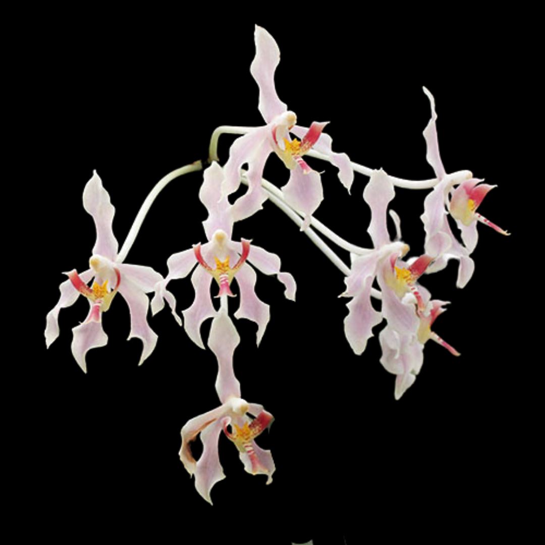 Paraphalaenopsis laycockii – La Foresta Orchids