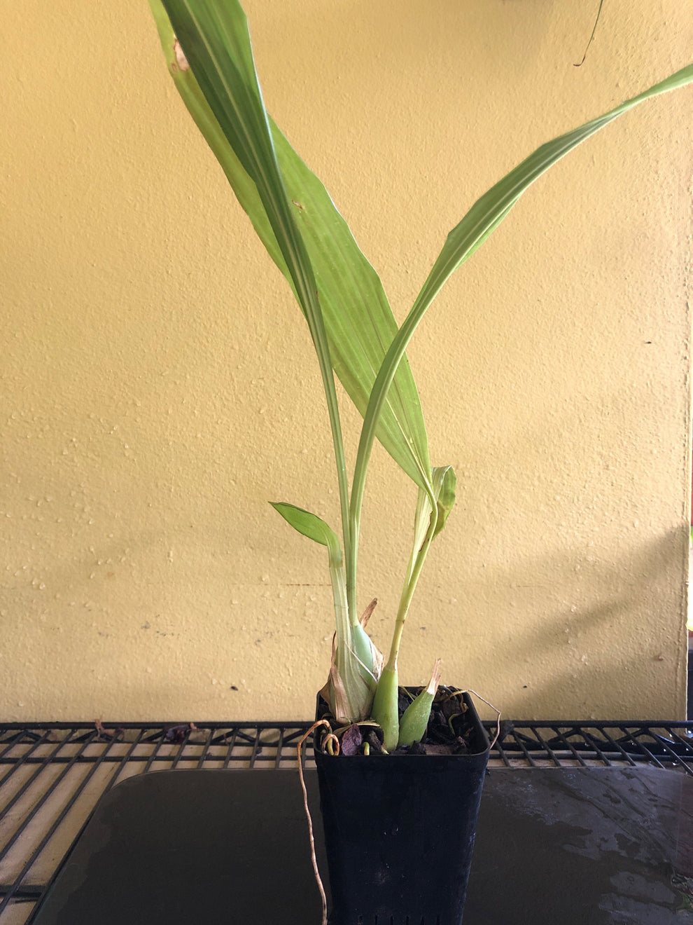 Peristeria elata – La Foresta Orchids
