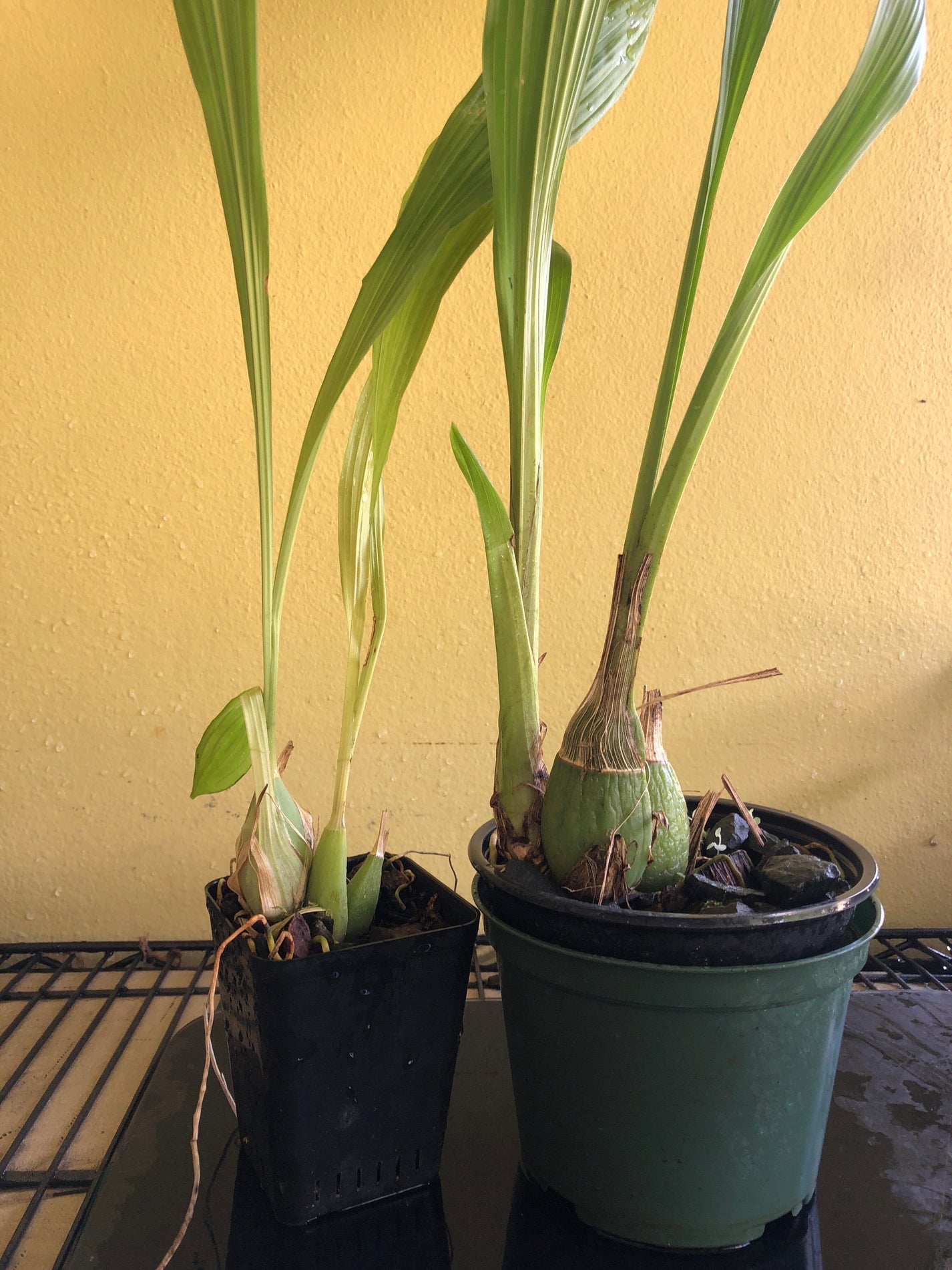 Peristeria elata – La Foresta Orchids