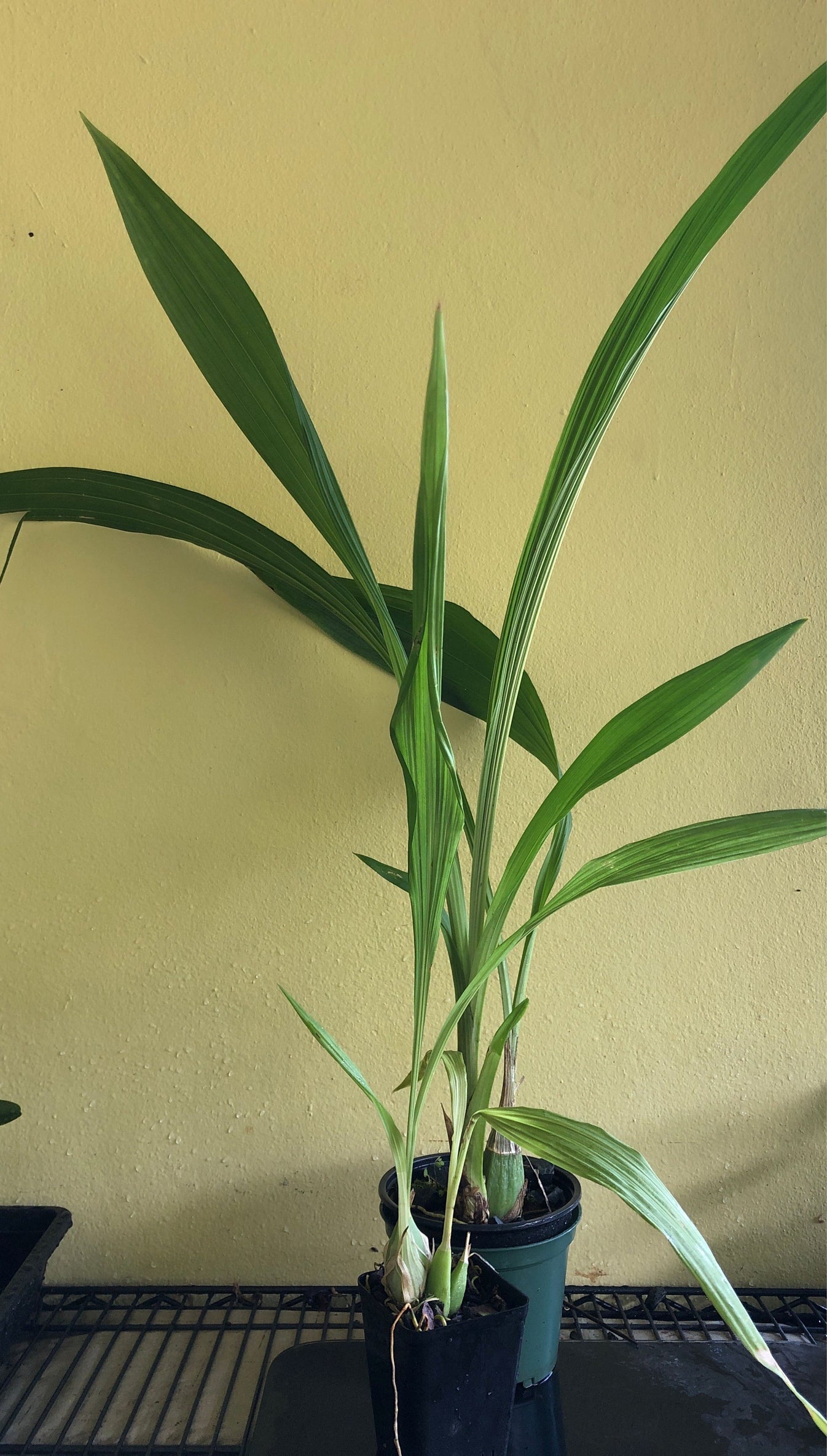 Peristeria elata – La Foresta Orchids