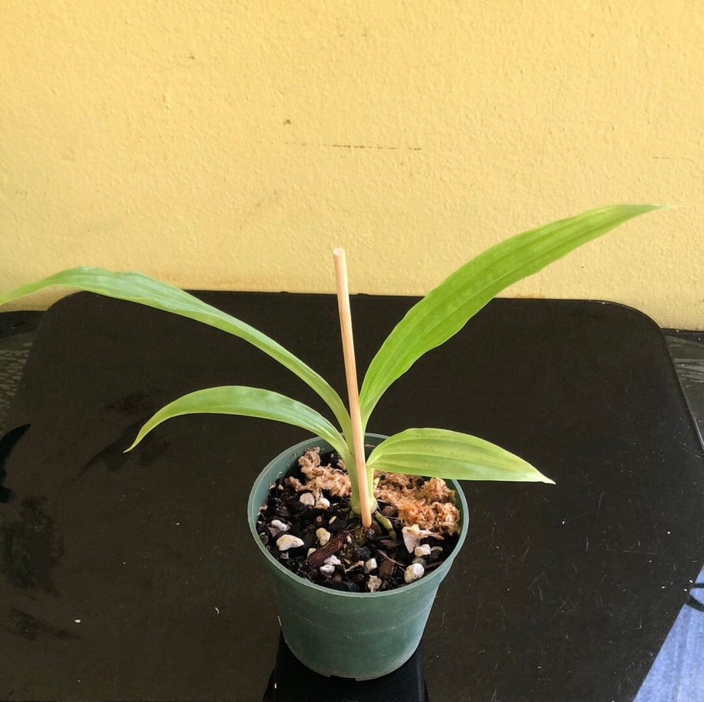 Phaius Lady Ramona Harris 'Looking @ You' AM/AOS – La Foresta Orchids