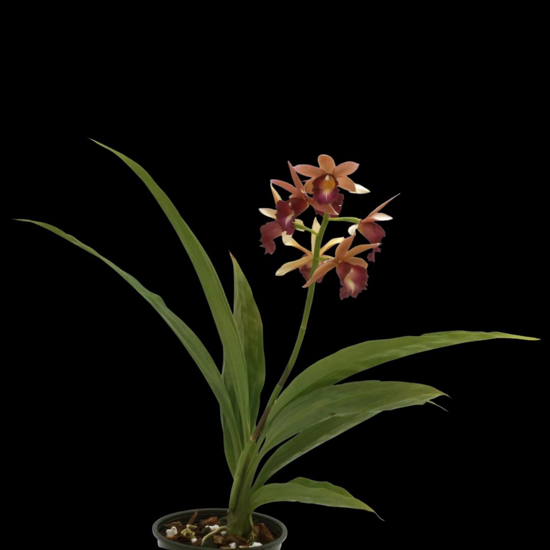Phaius Lady Ramona Harris 'Looking @ You' AM/AOS – La Foresta Orchids