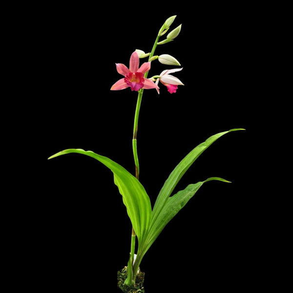 Phaius Lady Ramona Harris 'Looking @ You' AM/AOS – La Foresta Orchids
