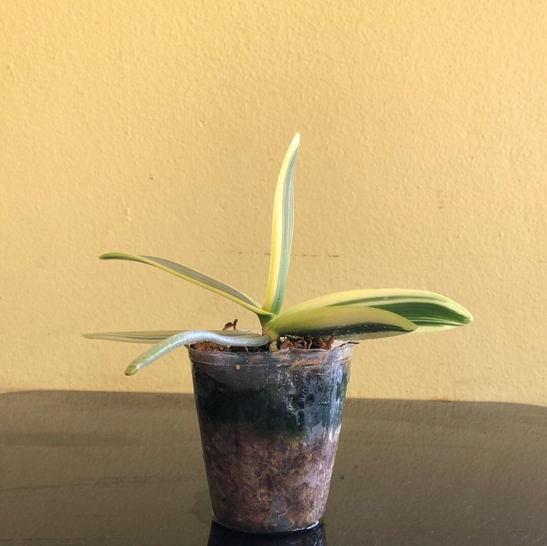 Phalaenopsis amabilis - ‘Variegata’ – La Foresta Orchids