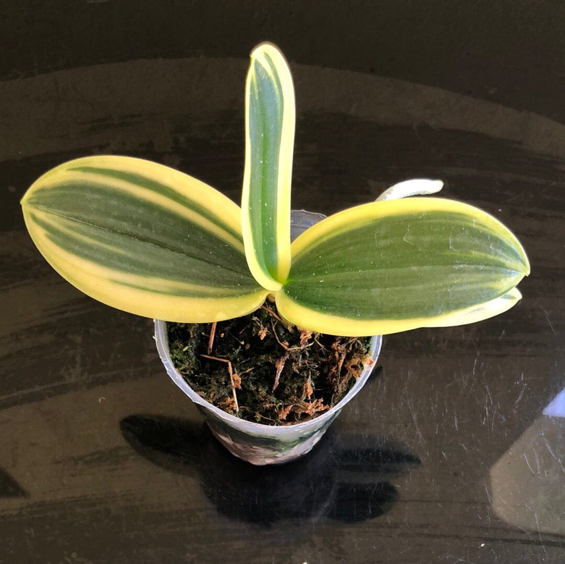 Phalaenopsis amabilis - ‘Variegata’ – La Foresta Orchids