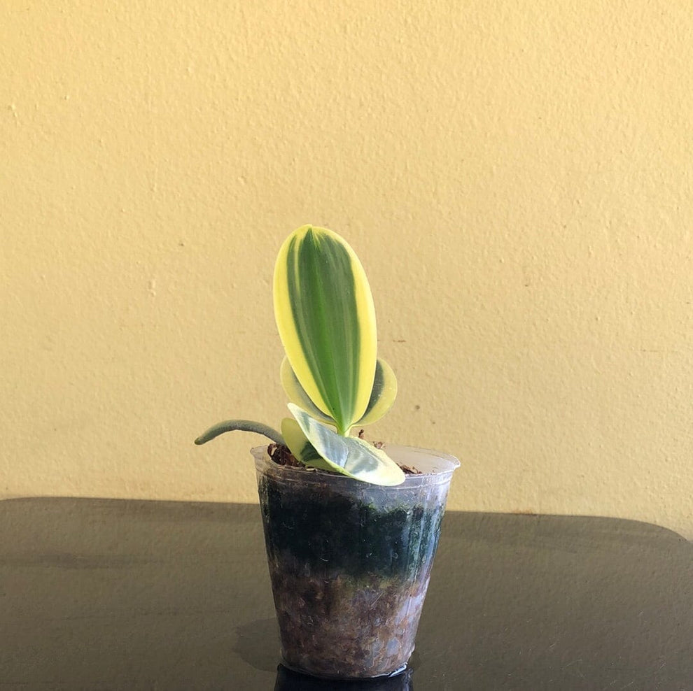 Phalaenopsis amabilis - ‘Variegata’ – La Foresta Orchids