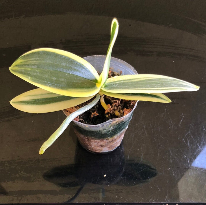 Phalaenopsis amabilis - ‘Variegata’ – La Foresta Orchids