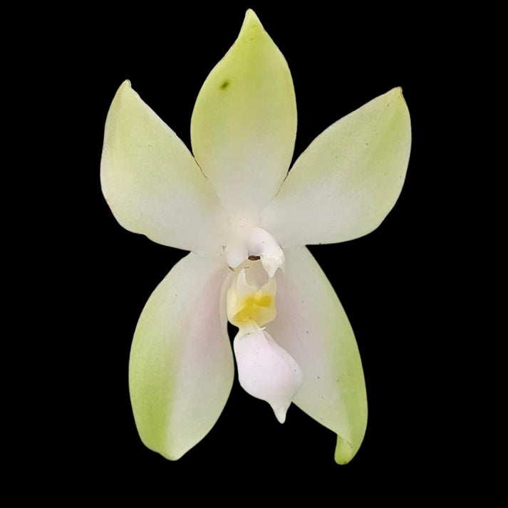 Phalaenopsis bellina var. 'Fire Shape' – La Foresta Orchids