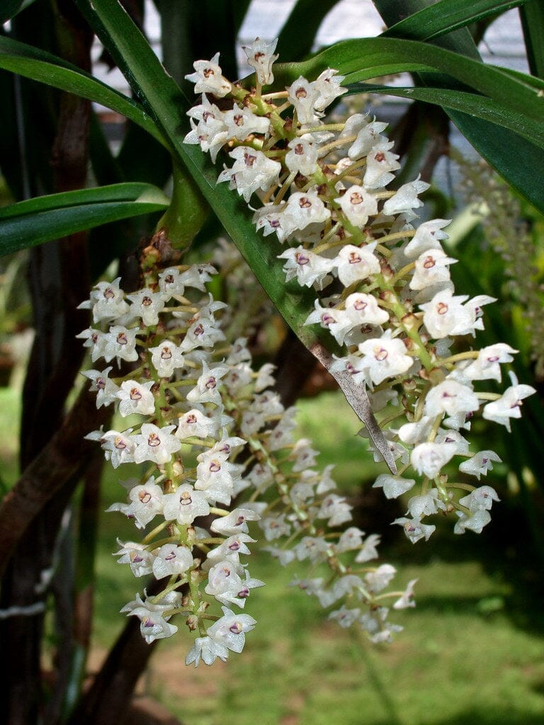 Eria floribunda – La Foresta Orchids