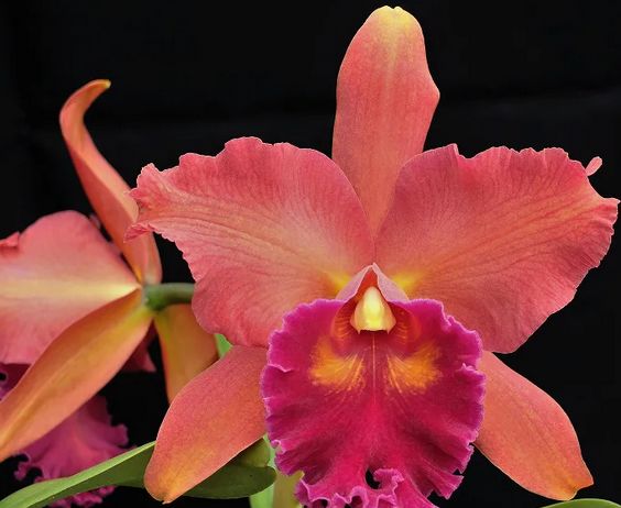 Cattleya Alliance: Rlc. Eve Marie Barnett 'Magnificent Watermelon Gold ...
