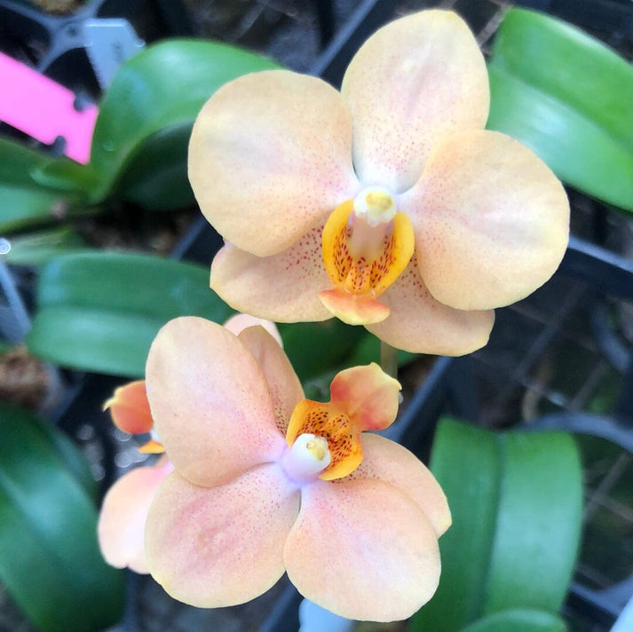 Phalaenopsis Alliance: Asconopsis Irene Dobkin 'Elmhurst' HCC/AOS! – La ...