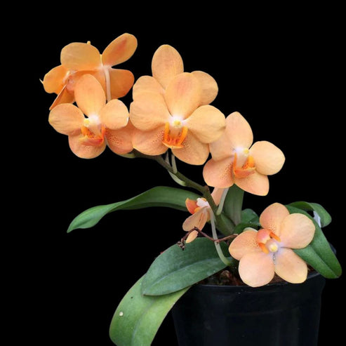 Phalaenopsis Alliance: Asconopsis Irene Dobkin 'Elmhurst' HCC/AOS! – La ...