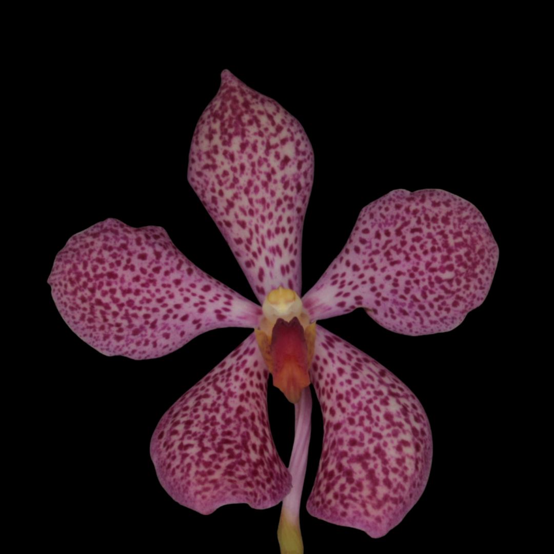 Vanda Hybrids: Mokara Aranda Chark Kuan – La Foresta Orchids
