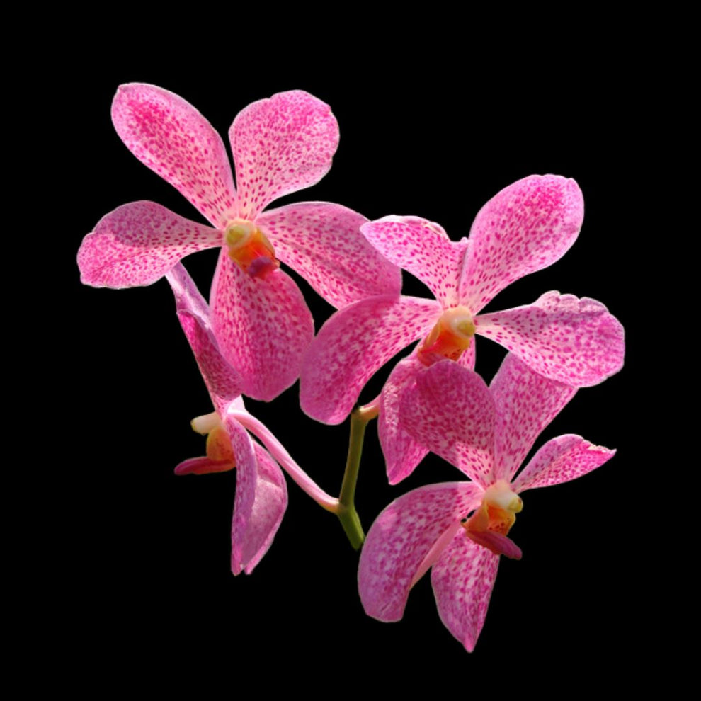 Vanda Hybrids: Mokara Aranda Chark Kuan – La Foresta Orchids