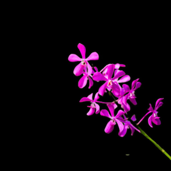 Vanda Hybrids: Mokara Calipso – La Foresta Orchids