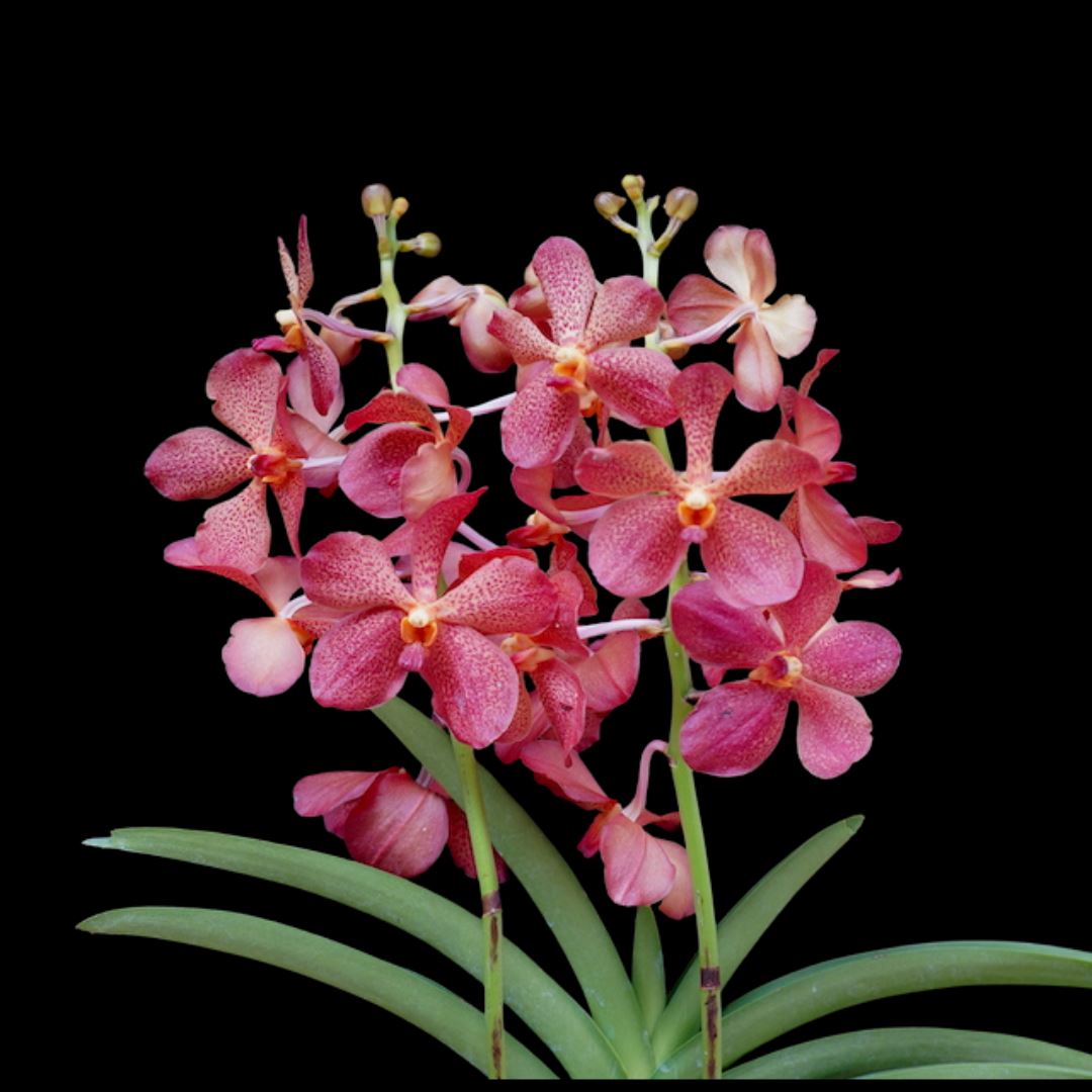 Vanda Hybrids: Mokara Sayan x Vanda Doctor Anek – La Foresta Orchids