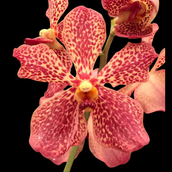 Vanda Hybrids: Mokara Sayan x Vanda Doctor Anek – La Foresta Orchids