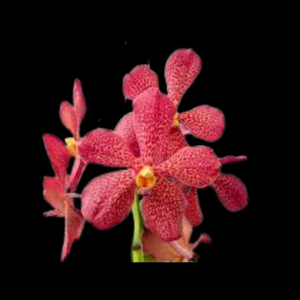 Vanda Hybrids: Mokara Sayan x Vanda Doctor Anek – La Foresta Orchids