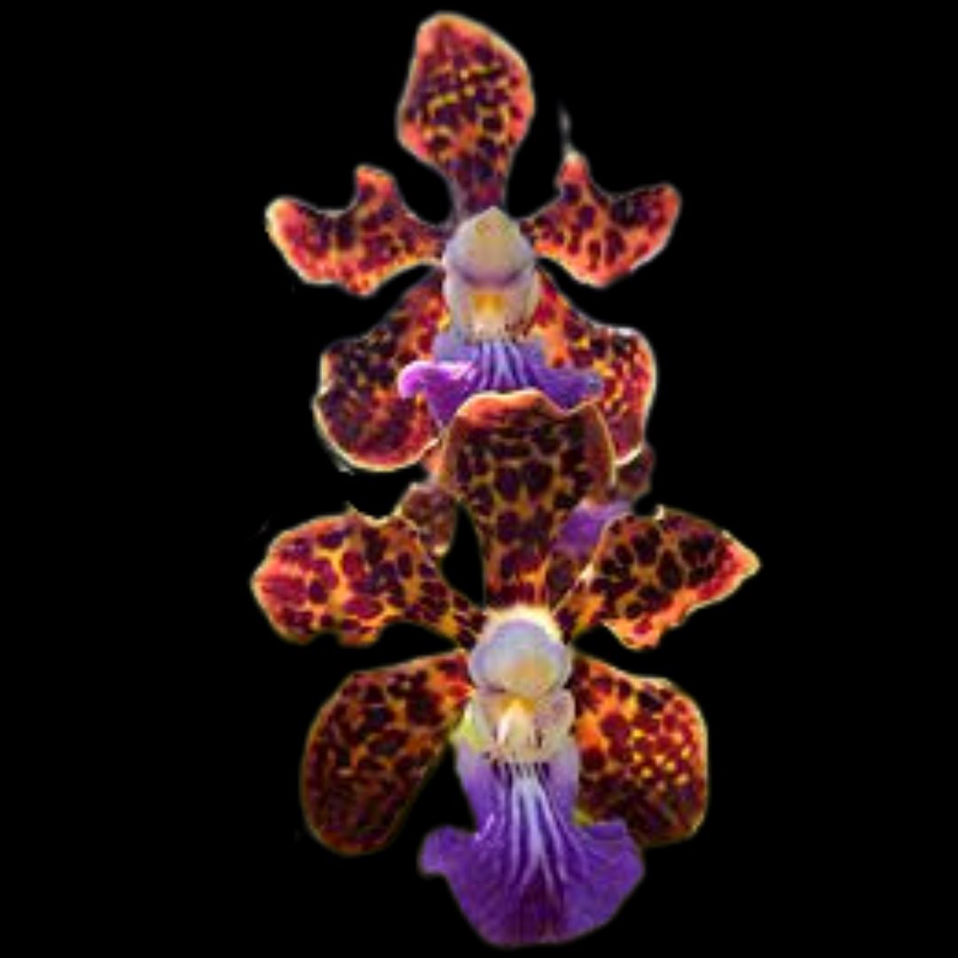 Vanda Hybrids: Papilionanda Paksorn Fragrance – La Foresta Orchids