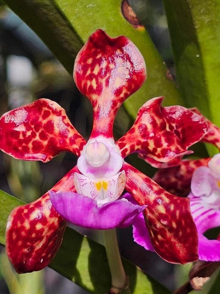 Vanda Hybrids: Papilionanda Paksorn Fragrance – La Foresta Orchids