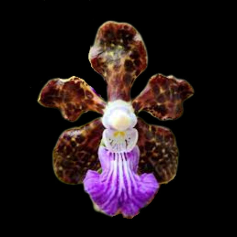 Vanda Hybrids: Papilionanda Paksorn Fragrance – La Foresta Orchids