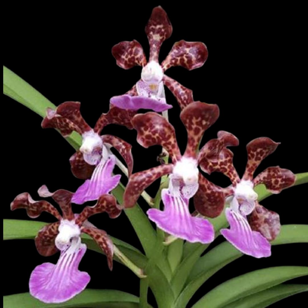 Vanda Hybrids: Papilionanda Paksorn Fragrance – La Foresta Orchids