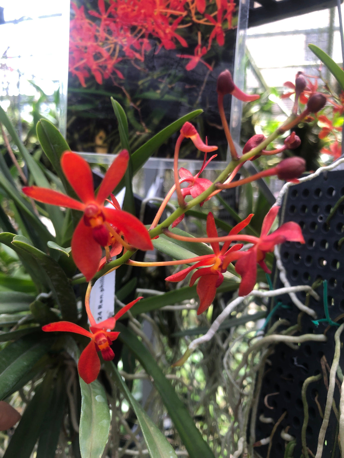 Neofinetia falcata x Renanthera philippinensis – La Foresta Orchids