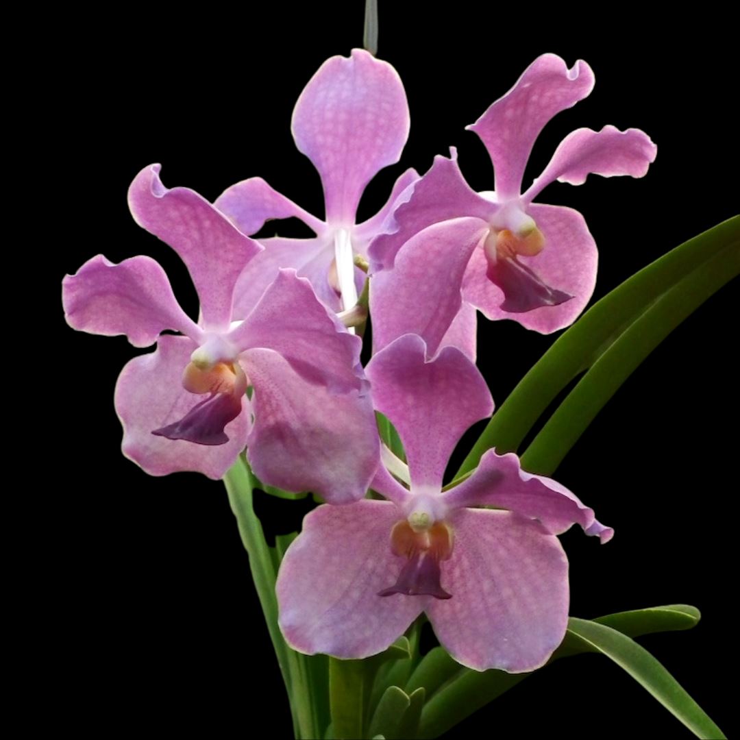 Vanda Hybrids: Vanda JVB x Vanda Kultana Ruby x Patcharee Delight – La ...