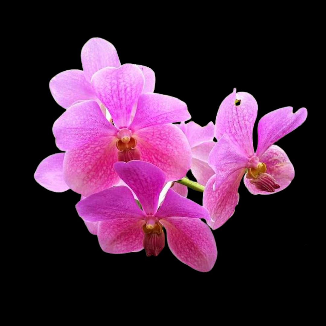 Vanda Hybrids: Vanda Merv L Velthuis x Vanda Pimchai Beauty – La ...