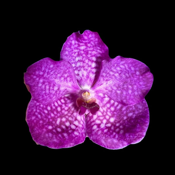 Vanda Hybrids: Vanda Pakchong Blue 2N x Vanda Patcharee Delight 4N – La ...