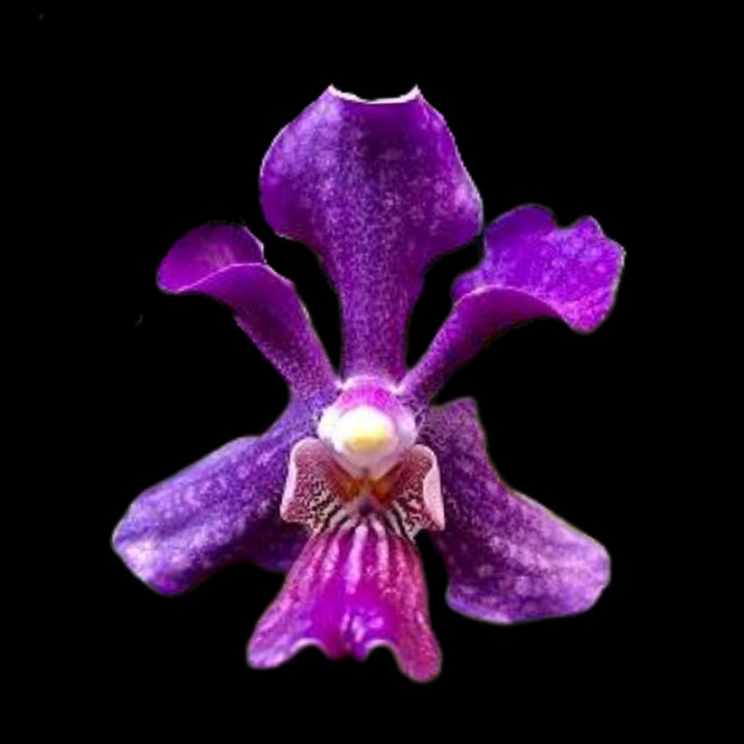 Vanda Hybrids: Vanda Papilionanda Chao Praya Violet – La Foresta Orchids