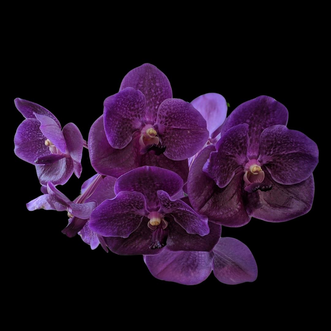 Vanda Hybrids: Vanda Pure's Wax 'Violet Blue' – La Foresta Orchids