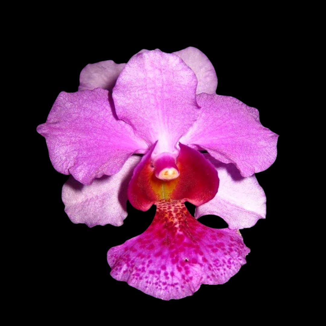 Vanda Hybrids: Vanda JVB x Vanda Dr. Anek – La Foresta Orchids