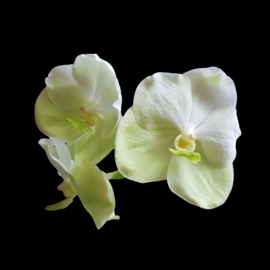 Vanda Hybrids: Vanda Papilionanda Udom Delight – La Foresta Orchids