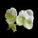 Vanda Hybrids: Vanda Papilionanda Udom Delight – La Foresta Orchids