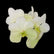Vanda Hybrids: Vanda Papilionanda Udom Delight – La Foresta Orchids