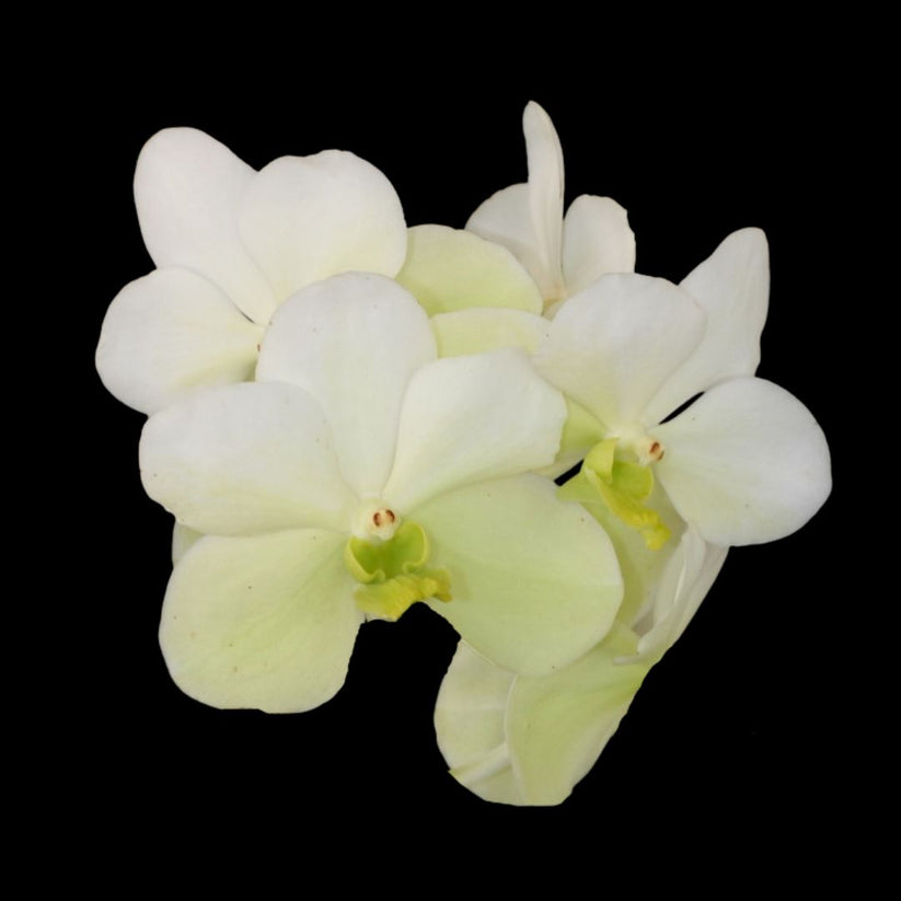 Vanda Hybrids: Vanda Papilionanda Udom Delight – La Foresta Orchids