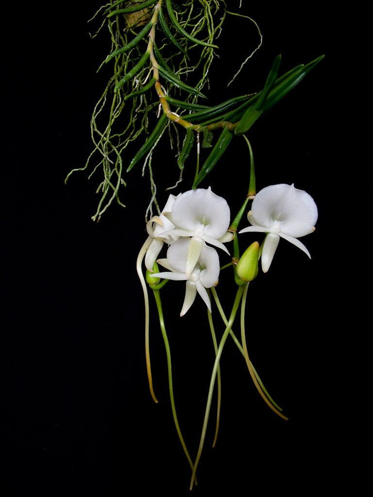 Angraecum scottianum – La Foresta Orchids