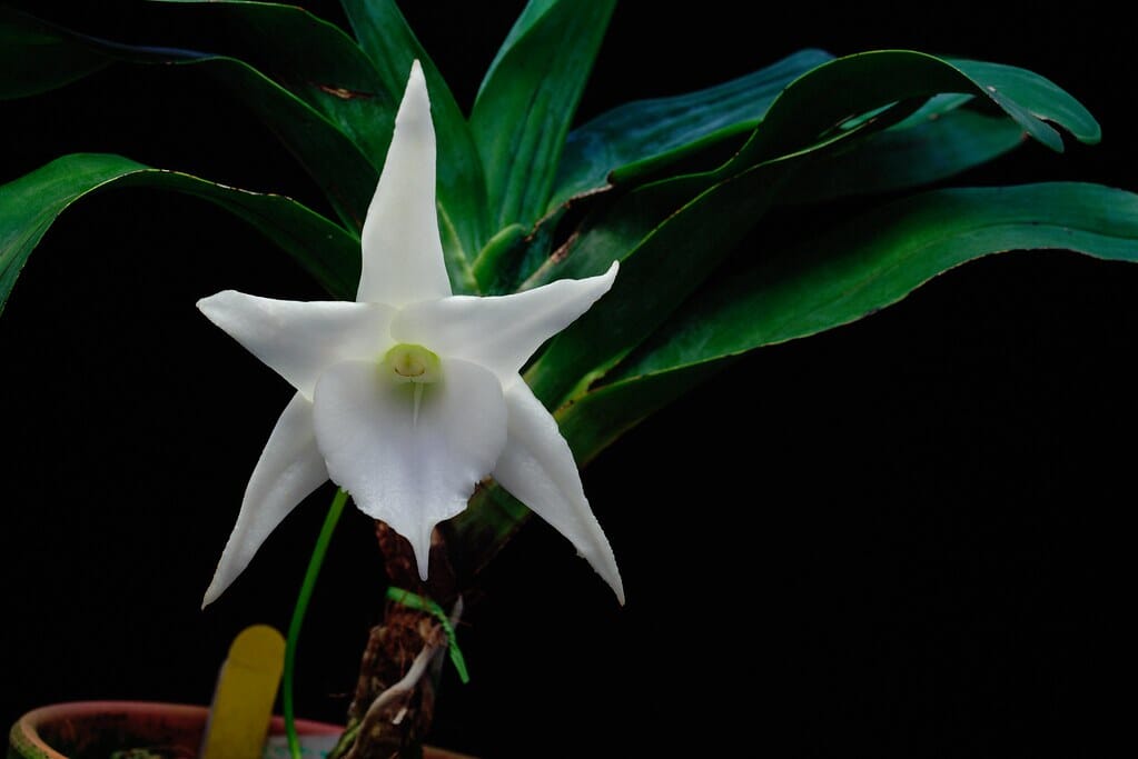 Angraecum sesquipedale x Angraecum magdalenae - In SPIKE! – La Foresta ...