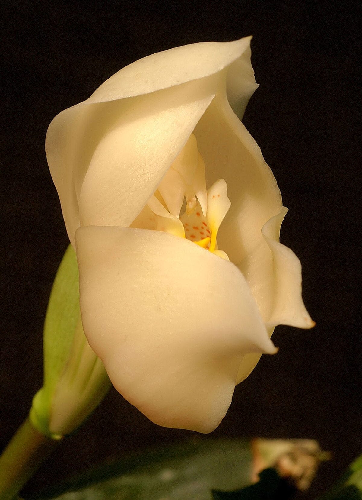 Anguloa tognettiae – La Foresta Orchids