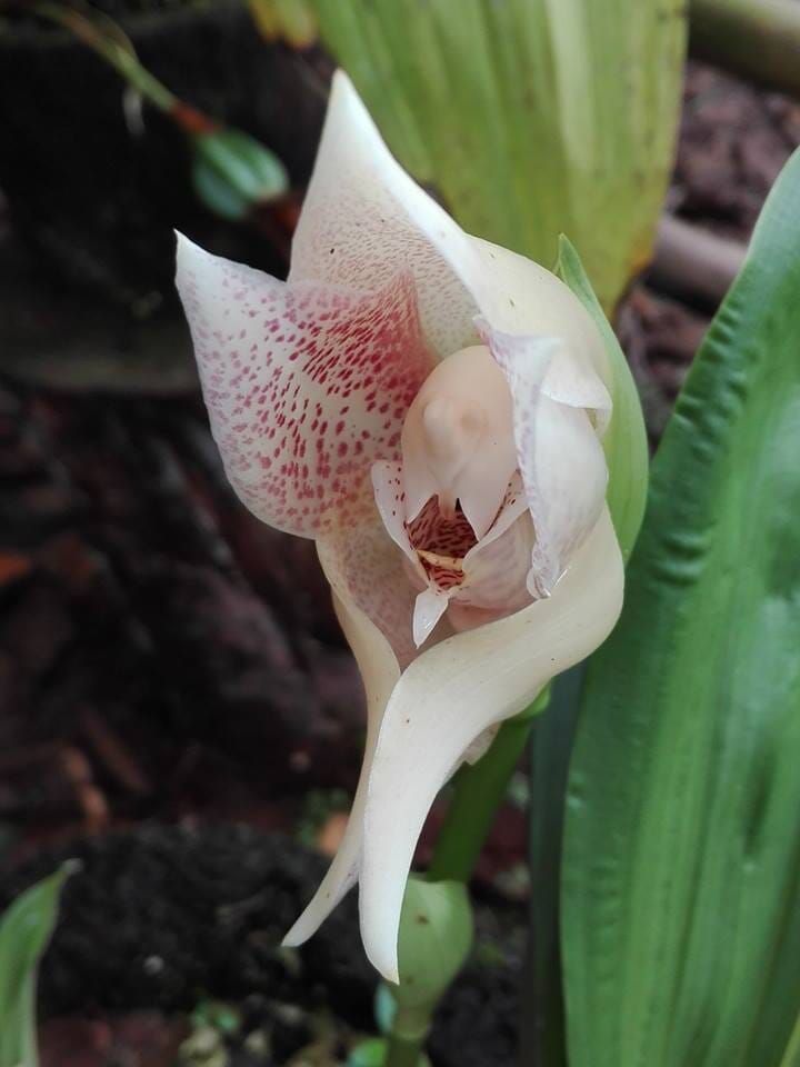 Anguloa virginalis x Anguloa uniflora – La Foresta Orchids
