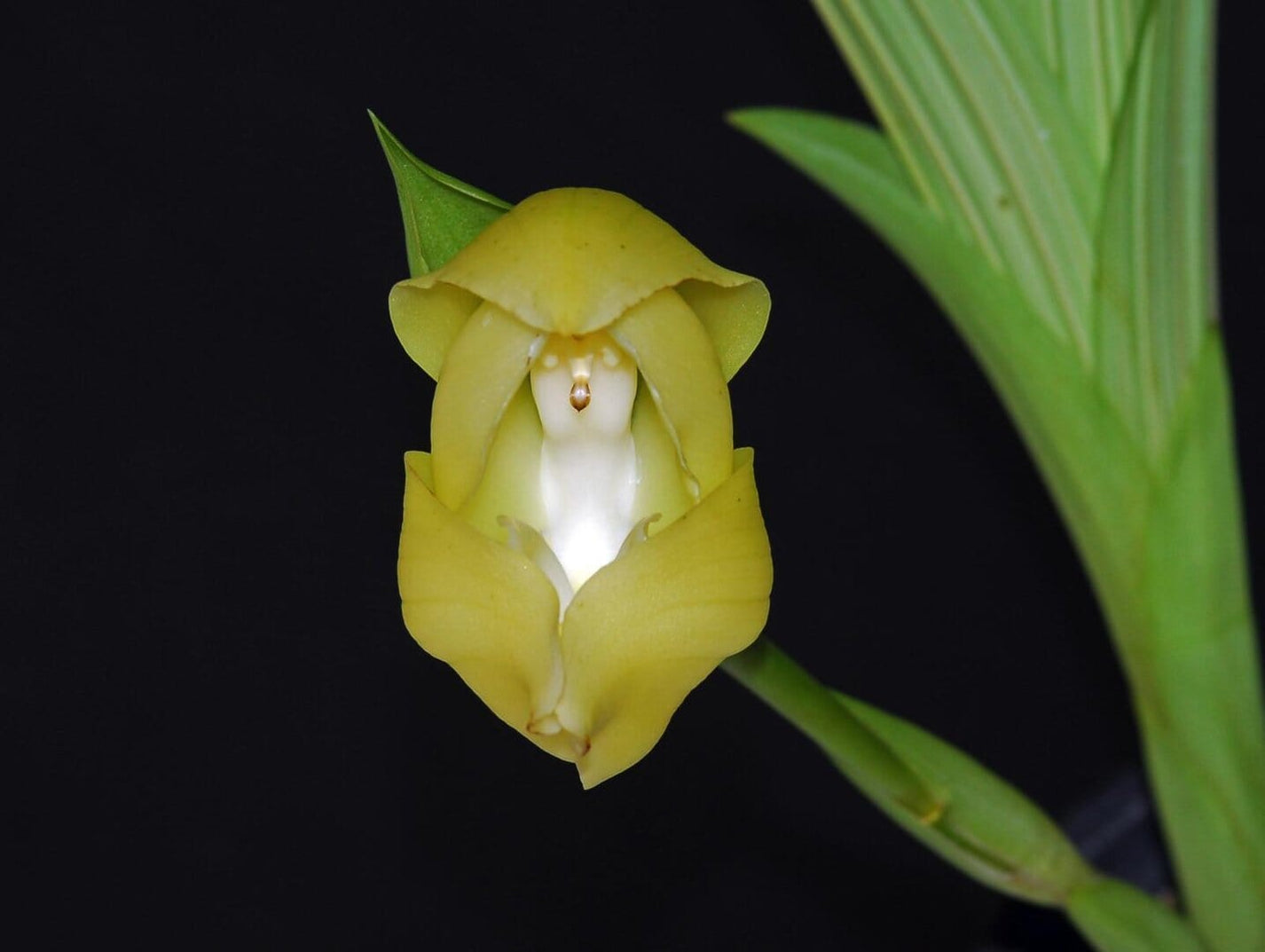 Anguloa virginalis x Anguloa uniflora – La Foresta Orchids