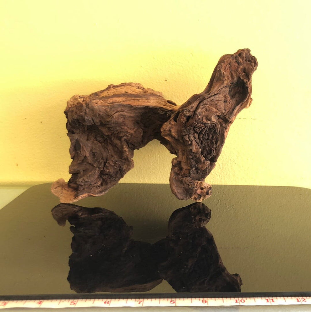 Artistry Collection: Mopani Wood Mounts – La Foresta Orchids