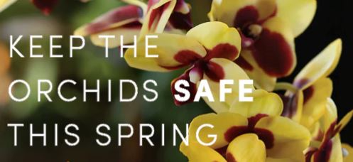 Pest Control: Bactericide & Fungicide - Physan 20 – La Foresta Orchids