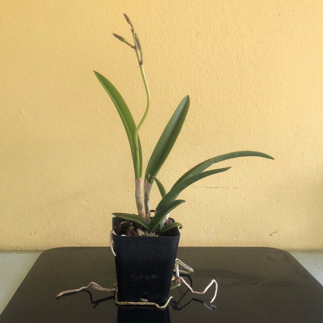 Cattleya Alliance - Blc. Copper Queen 'Ruby Lip' HCC/AOS – La Foresta ...