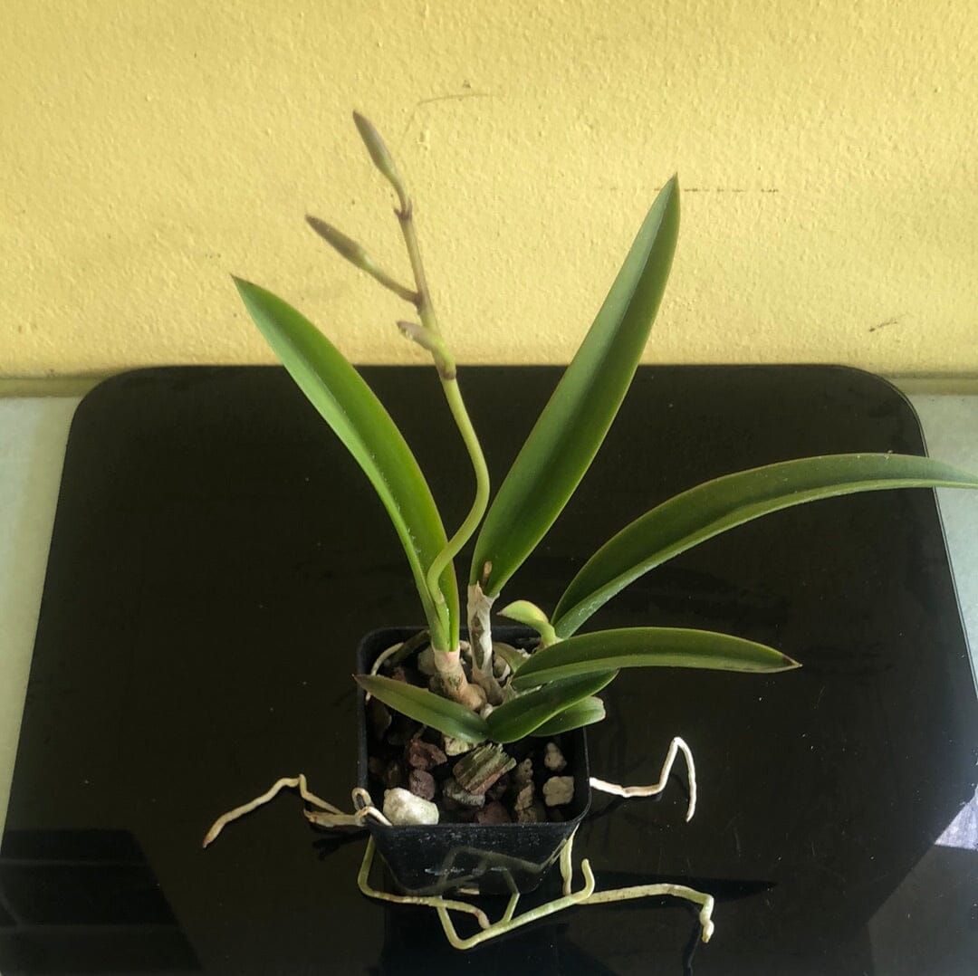 Cattleya Alliance - Blc. Copper Queen 'Ruby Lip' HCC/AOS – La Foresta ...
