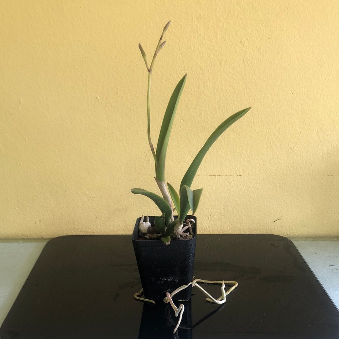 Cattleya Alliance - Blc. Copper Queen 'Ruby Lip' HCC/AOS – La Foresta ...