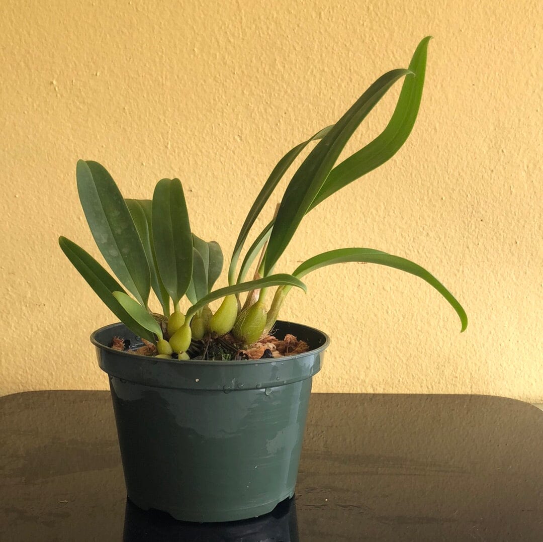 Bulbophyllum sumatranum – La Foresta Orchids